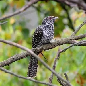 Asian Koel - Facts, Diet, Habitat & Pictures on Animalia.bio