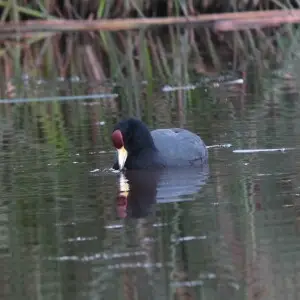Andean coot - Facts, Diet, Habitat & Pictures on Animalia.bio