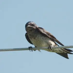 Purple Martin - Facts, Diet, Habitat & Pictures on Animalia.bio