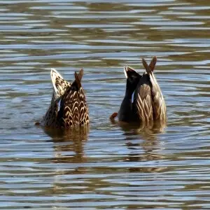 Gadwall - Facts, Diet, Habitat & Pictures on Animalia.bio