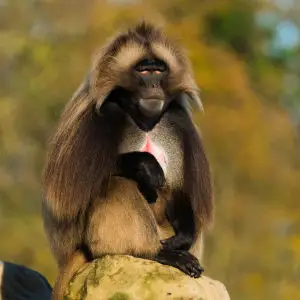 Gelada - Facts, Diet, Habitat & Pictures on Animalia.bio
