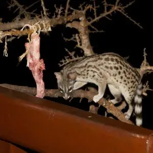 Common Genet - Facts, Diet, Habitat & Pictures on Animalia.bio