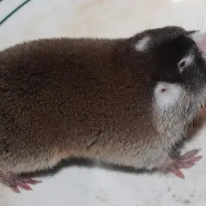 Cape mole-rat - Facts, Diet, Habitat & Pictures on Animalia.bio