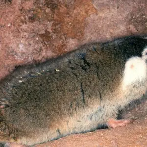 Cape mole-rat - Facts, Diet, Habitat & Pictures on Animalia.bio