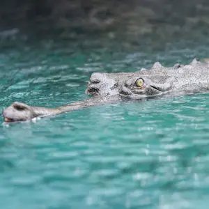 Gharial - Facts, Diet, Habitat & Pictures on Animalia.bio
