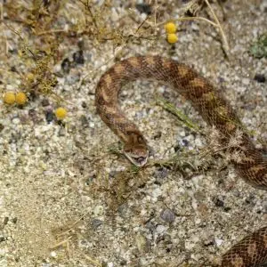 Glossy Snake - Facts, Diet, Habitat & Pictures on Animalia.bio