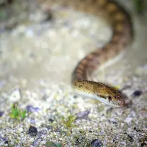 Glossy Snake - Facts, Diet, Habitat & Pictures on Animalia.bio