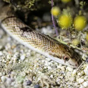 Glossy Snake - Facts, Diet, Habitat & Pictures on Animalia.bio