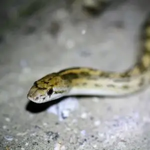 Glossy Snake - Facts, Diet, Habitat & Pictures on Animalia.bio