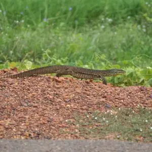 Sand goanna - Facts, Diet, Habitat & Pictures on Animalia.bio