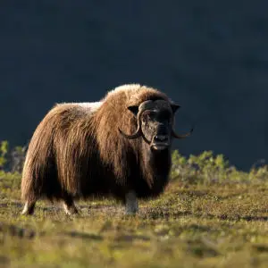 Muskox - Facts, Diet, Habitat & Pictures on Animalia.bio