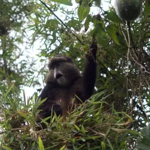 Golden Monkey - Facts, Diet, Habitat & Pictures on Animalia.bio