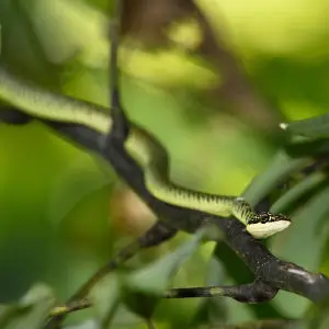 Golden Tree Snake - Facts, Diet, Habitat & Pictures on Animalia.bio