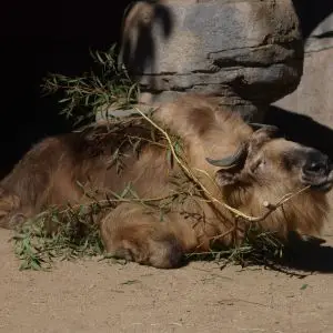 Takin - Facts, Diet, Habitat & Pictures on Animalia.bio