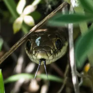 Gopher Snake - Facts, Diet, Habitat & Pictures on Animalia.bio