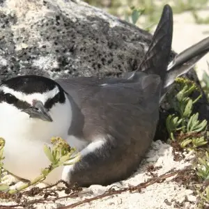 Onychoprion lunatus - факти, дієта, ареал і фотографії на Animalia.bio
