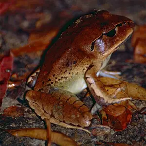 Great barred frog - Facts, Diet, Habitat & Pictures on Animalia.bio