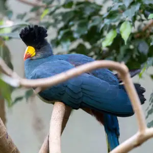 Great Blue Turaco - Facts, Diet, Habitat & Pictures on Animalia.bio