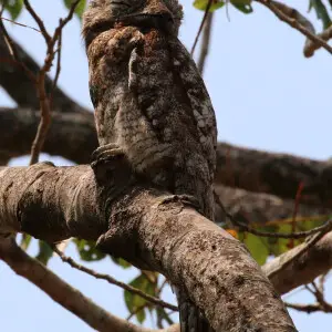 Great potoo - Facts, Diet, Habitat & Pictures on Animalia.bio