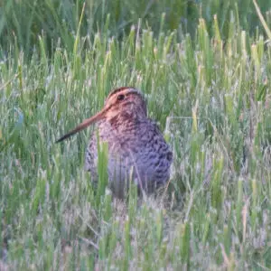 Great Snipe - Facts, Diet, Habitat & Pictures on Animalia.bio