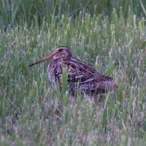 Great Snipe - Facts, Diet, Habitat & Pictures on Animalia.bio