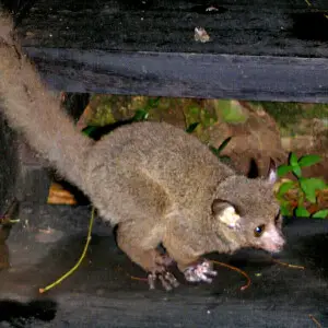 Brown greater galago - Facts, Diet, Habitat & Pictures on Animalia.bio