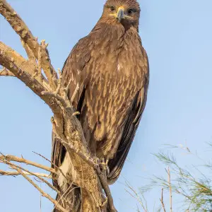Greater spotted eagle - Facts, Diet, Habitat & Pictures on Animalia.bio