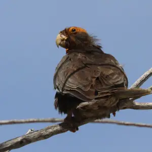 Greater vasa parrot - Facts, Diet, Habitat & Pictures on Animalia.bio