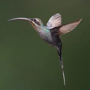 Green hermit - Facts, Diet, Habitat & Pictures on Animalia.bio