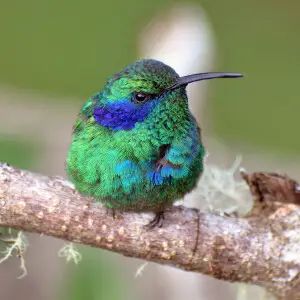 Lesser violetear - Facts, Diet, Habitat & Pictures on Animalia.bio