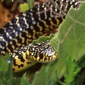 Green Whip Snake - Facts, Diet, Habitat & Pictures on Animalia.bio