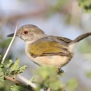 Grey-backed camaroptera - Facts, Diet, Habitat & Pictures on Animalia.bio