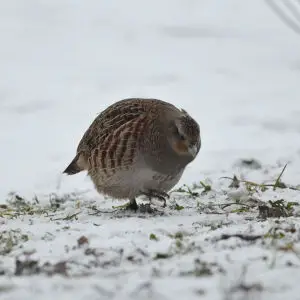 Grey Partridge - Facts, Diet, Habitat & Pictures on Animalia.bio
