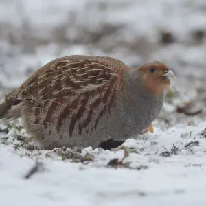 Grey Partridge - Facts, Diet, Habitat & Pictures on Animalia.bio