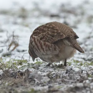 Grey Partridge - Facts, Diet, Habitat & Pictures on Animalia.bio