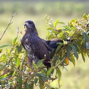 Snail Kite - Facts, Diet, Habitat & Pictures on Animalia.bio