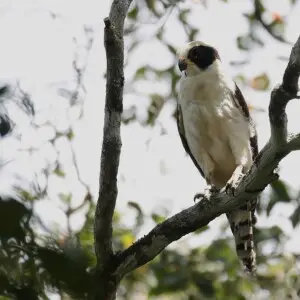 Laughing falcon - Facts, Diet, Habitat & Pictures on Animalia.bio