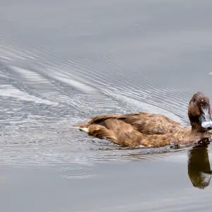 Hardhead - Facts, Diet, Habitat & Pictures on Animalia.bio