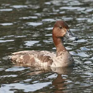 Hardhead - Facts, Diet, Habitat & Pictures on Animalia.bio