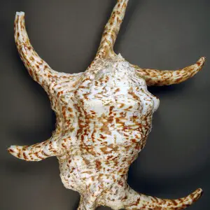 Harpago chiragra - Facts, Diet, Habitat & Pictures on Animalia.bio