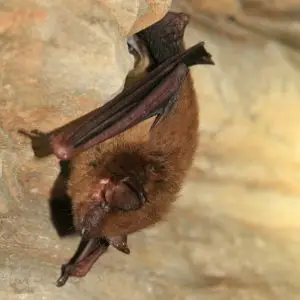 Big Brown Bat - Facts, Diet, Habitat & Pictures on Animalia.bio