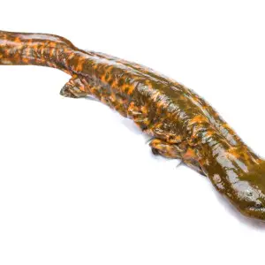 Hellbender - Facts, Diet, Habitat & Pictures on Animalia.bio