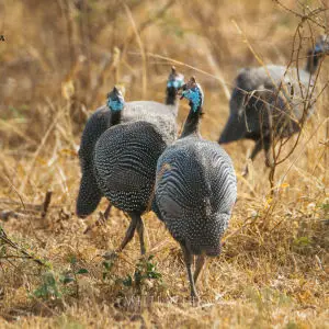 Helmeted Guineafowl - Facts, Diet, Habitat & Pictures on Animalia.bio