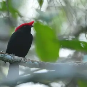 Helmeted manakin - Facts, Diet, Habitat & Pictures on Animalia.bio