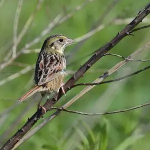 Henslow's Sparrow - Facts, Diet, Habitat & Pictures on Animalia.bio