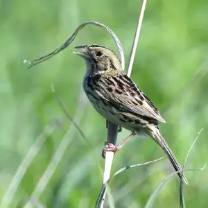 Henslow's Sparrow - Facts, Diet, Habitat & Pictures on Animalia.bio