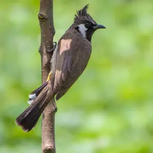 Himalayan bulbul - Facts, Diet, Habitat & Pictures on Animalia.bio