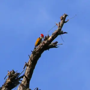 Himalayan flameback - Facts, Diet, Habitat & Pictures on Animalia.bio