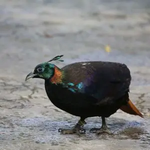 Himalayan Monal - Facts, Diet, Habitat & Pictures on Animalia.bio