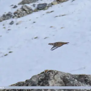 Himalayan snowcock - Facts, Diet, Habitat & Pictures on Animalia.bio